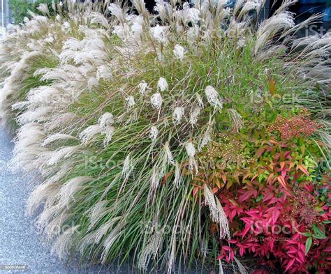 Buy 5 X Miscanthus Sinensis Perennial Ornamental Grass Plug S In Eco Pot Online At Desertcartindia
