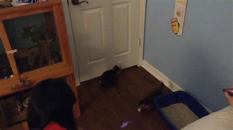 Kittens Youtube