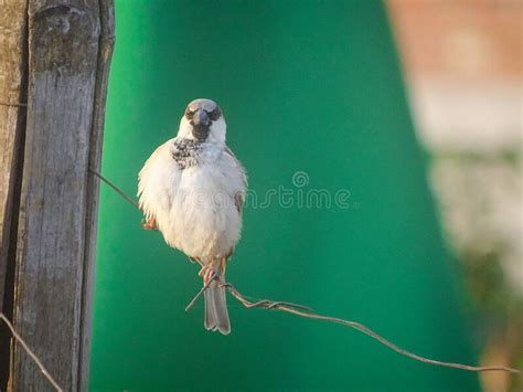 Bird Animal Green Beak Wing Wildlife Branch Finch Yellow Nature Pet