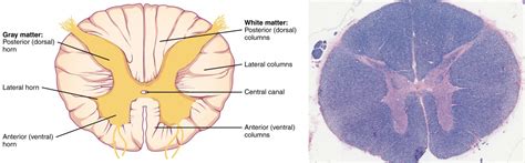 Spinal Cord Anatomy