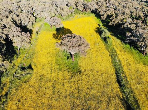 Premium Photo Yellow Tree