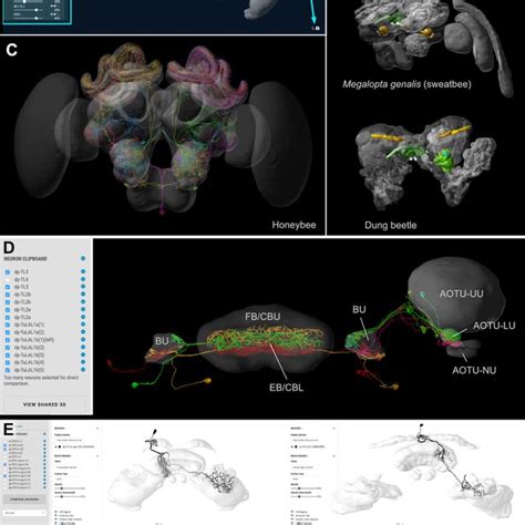Basic Concepts Behind The Insect Brain Database A Organizational