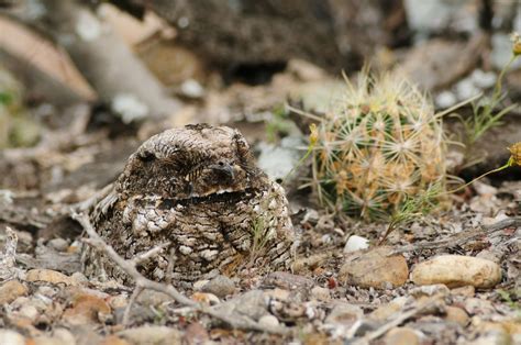 Common Poorwill Audubon Field Guide