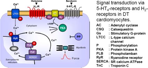 A Scheme Of A Cardiomyocyte Histamine And Serotonin Bind From The Download Scientific Diagram