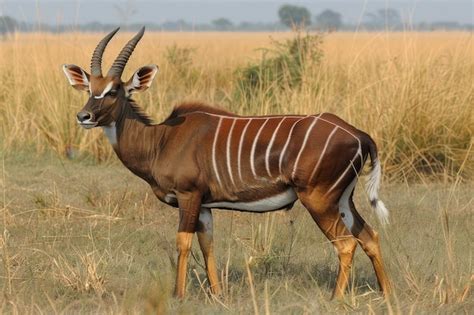 Sub Saharan Africa Antelope Bongo Tragelaphus Eurycerus Premium Ai