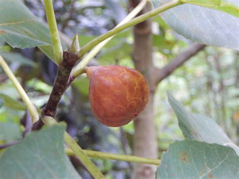 How To Tell If A Fig Is Ripe A Picture Guide The Survival Gardener