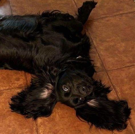 Princess Sa5231 Reserved Cocker Spaniel Hampshire Rg26 England