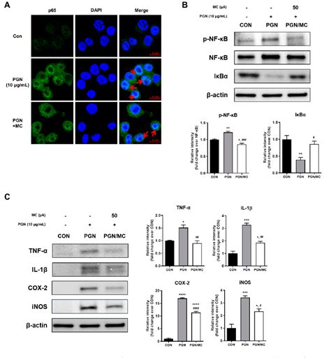 Figure 1 From Micro Current Stimulation Suppresses Inflammatory