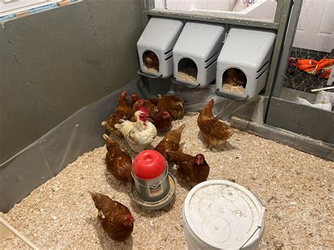 The Impact Of Proper Nesting Boxes For Hens Biograph World