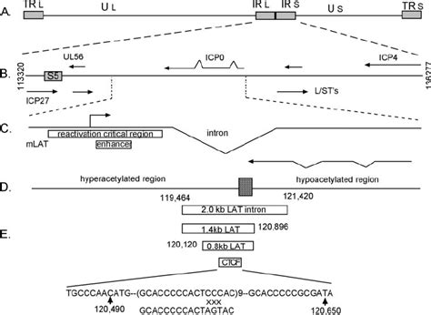 Structure Of The Lat Region Of The Hsv A Structure Of The Hsv