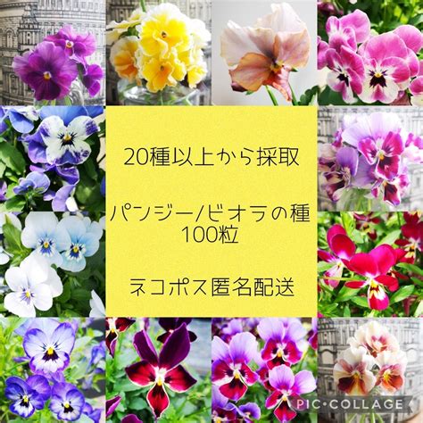 パンジービオラの種 混合100粒 Mix 花種 2022年5月採取｜paypayフリマ