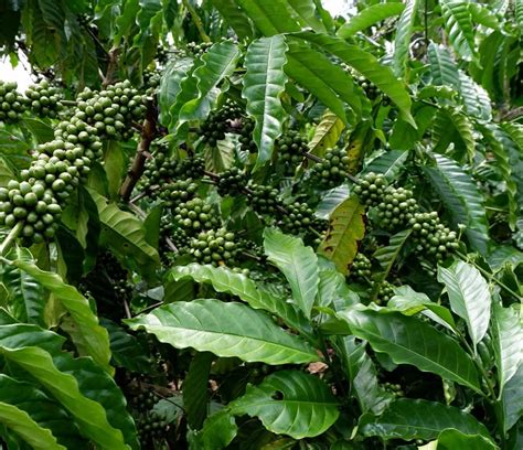 Robusta Coffee Definition Growing Taste And Best Brands Colipse