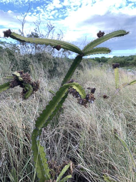 Leptocereus Aberger Britton And Rose