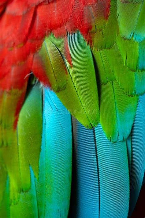 Colorful Macaw Feathers Pattern Background Stock Image Image Of Wing