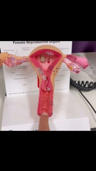 Oral Sex Youtube