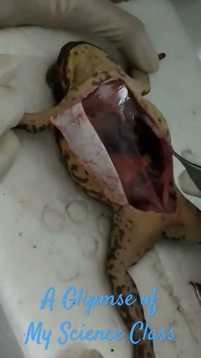 My Scienece Class Scienceexperiment Happylearning Knowledgeispower