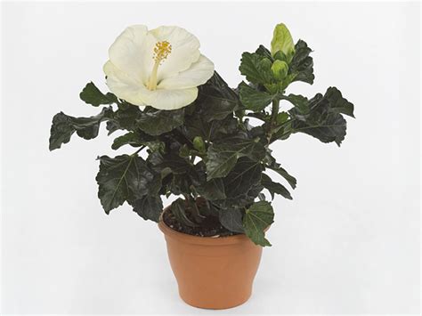 Hibiscus — Rubric On The Global Flowers Club
