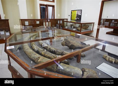 Fossil Museum At Java Man Site Unesco World Heritage Site Sangiran
