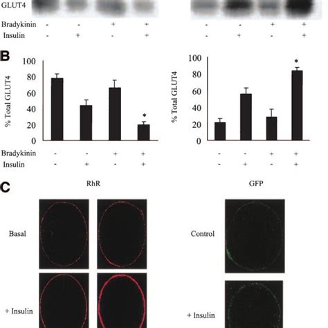 Bradykinin Augments Insulin Stimulated Glucose Uptake In Rat