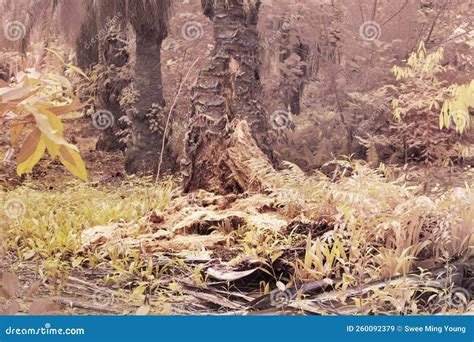 the fallen decompose tree trunk at the plantation stock image image