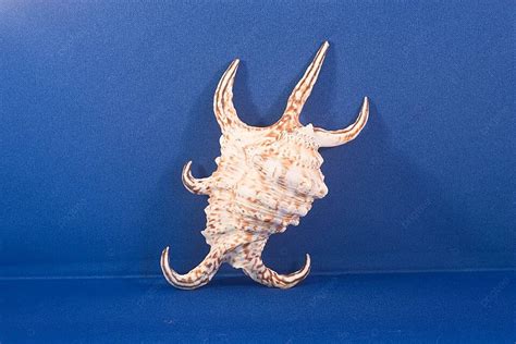 Seashell Calcium Carbonate Outer Organic Photo Background And Picture