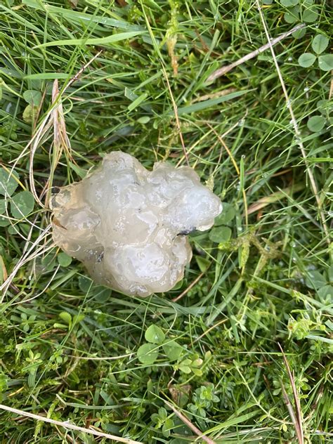 A Translucid Jelly Blob Slime Like Texture In Pasture Grassland… What