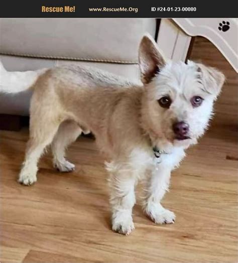 Adopt Cairn Rescue Mead Co