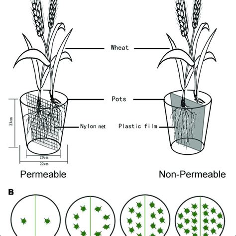 Schematic Diagram Of The Experimental Units A The Partition