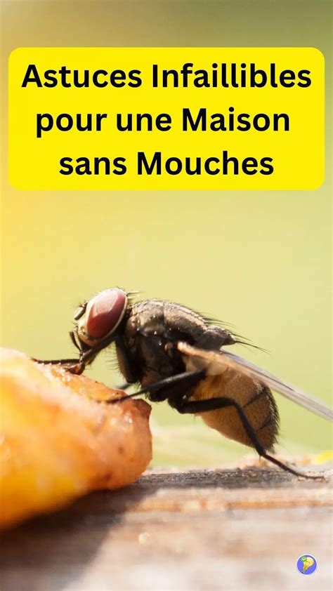 Repousser Les Mouches Astuces Simples Et Efficaces Artofit