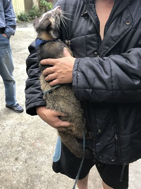 白鼻心當寵物 違法遭罰1萬元 社團法人中華民國保護動物協會
