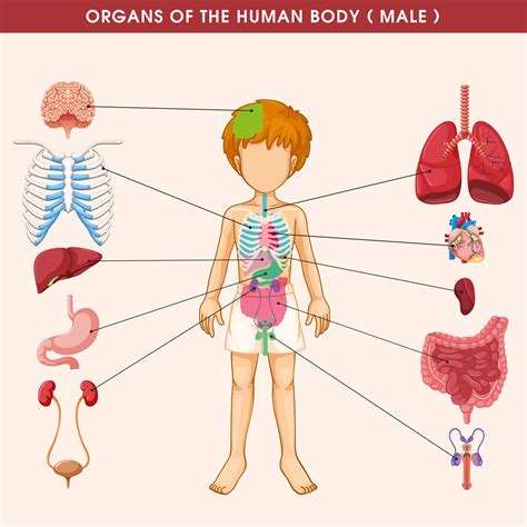 Male Human Anatomy Internal Organs Diagram Physiology Structure