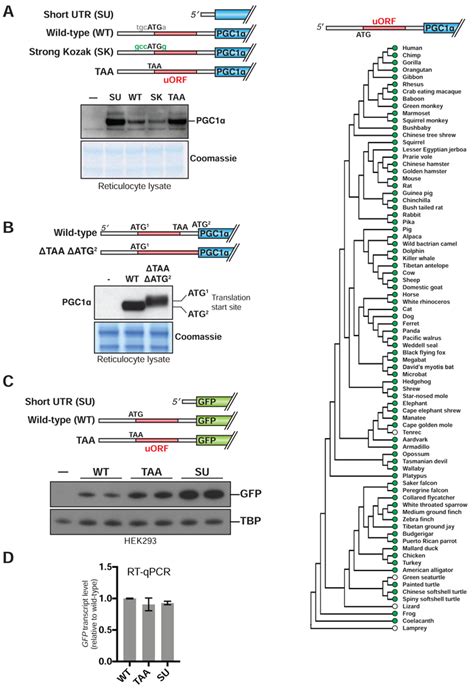 An Evolutionarily Conserved Uorf Regulates Pgc1α And Oxidative Metabolism In Mice Flies And