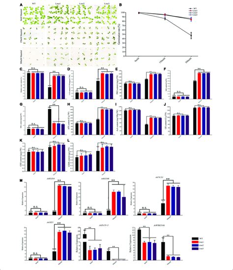 Germination Phenotypes Of Tavq14 In Transgenic Arabidopsis Plants