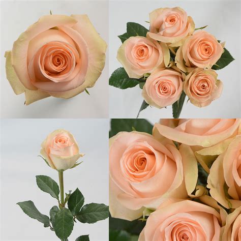 Tiffany Premium Flowers