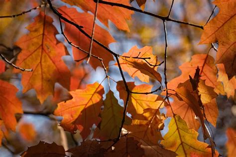 Amur Maple Tree Facts