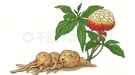 中草药AI数字艺术 中草药三七药材插画 AI平面元素免费下载 png格式 1456像素 编号47364932 千图网