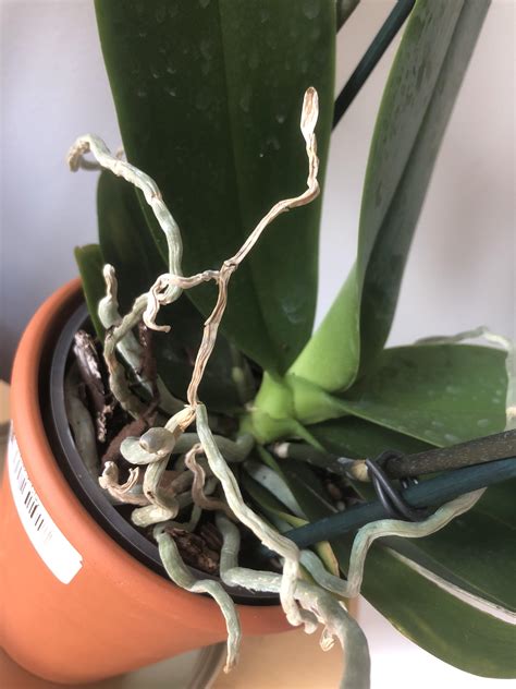 Are These Healthy Roots If Not Should I Snip The Browning Rootsparts
