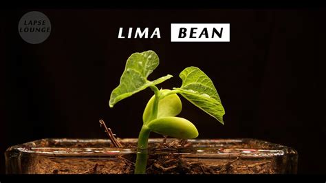 Lima Bean Seed Germination