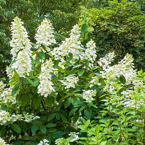 Tardiva Hydrangea Shop Hydrangea Spring Hill Spring Hill Nursery
