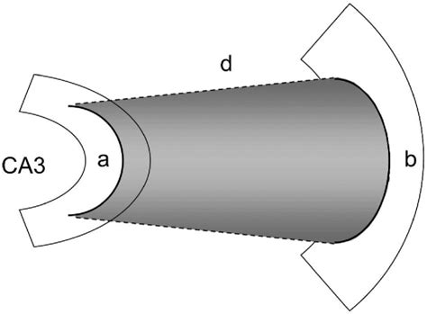 Representative Diagram Of The Lesion Measurement The Mathematical