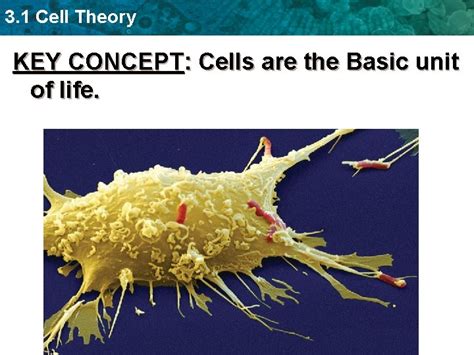Section 3 1 Cells 3 1 Cell Theory