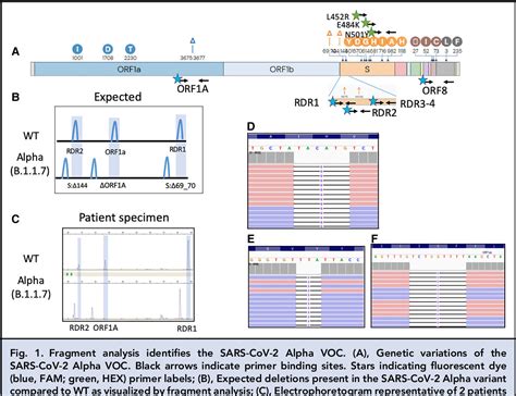 Figure 1 From Multiplex Fragment Analysis For Flexible Detection Of All Sars Cov 2 Variants Of