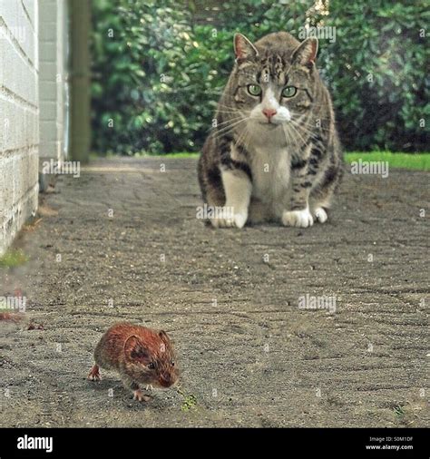 Hello Mouse Stock Photo Alamy