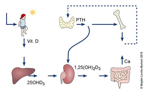 Vitamin K And Calcium Metabolism At Carroll Zabala Blog