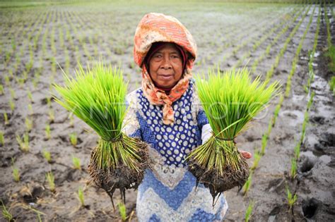 PROGRAM PENINGKATAN PRODUKSI PADI NASIONAL ANTARA Foto