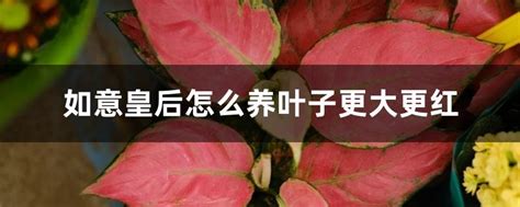 如意皇后怎么养叶子更大更红 花百科