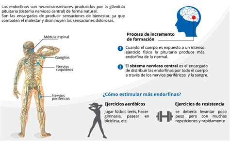 Así Funcionan Las Endorfinas Ivital