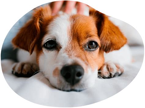 Berner Sennenhund Rassenmerkmale Erziehung Pflege And Ernährung