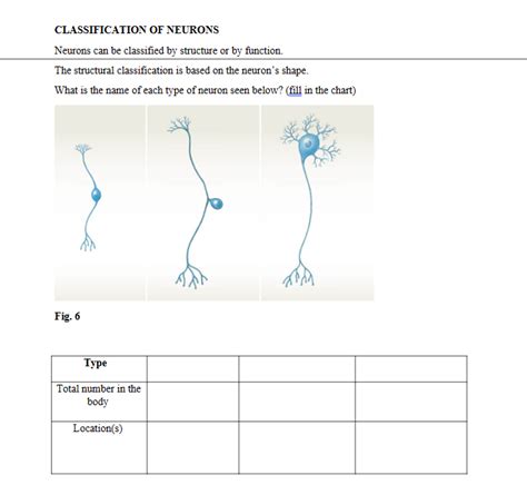 Solved CLASSIFICATION OF NEURONS Neurons Can Be Classified Chegg