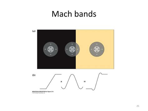 Ppt Understanding Early Vision Photoreceptors Retinal Circuitry